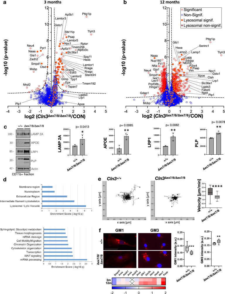 Loss of CLN3 in microglia leads to impaired lipid metabolism and myelin turnover - PMC