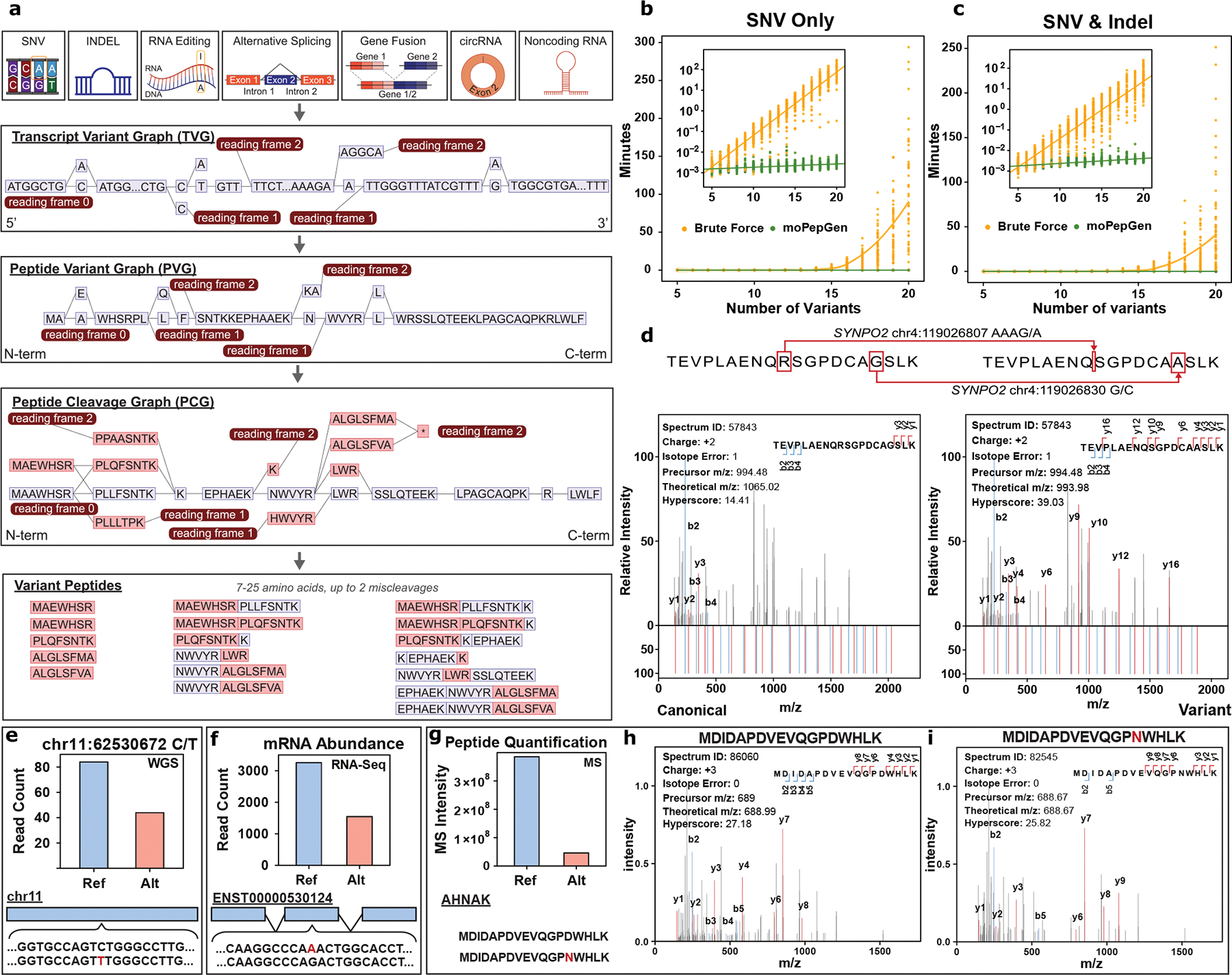 Identification of non-canonical peptides with moPepGen - PMC