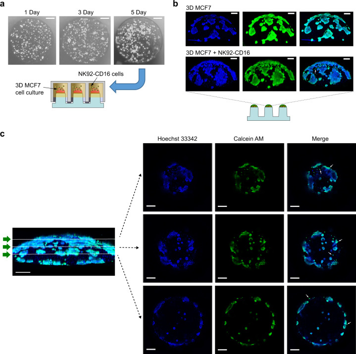 3D tumor spheroid microarray for high-throughput, high-content natural killer cell-mediated ...