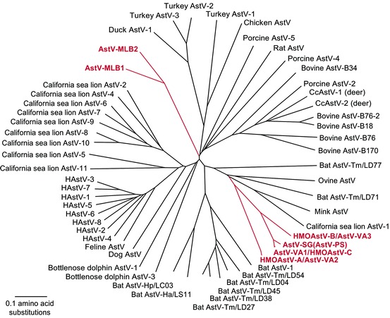 New Human Astroviruses - PMC