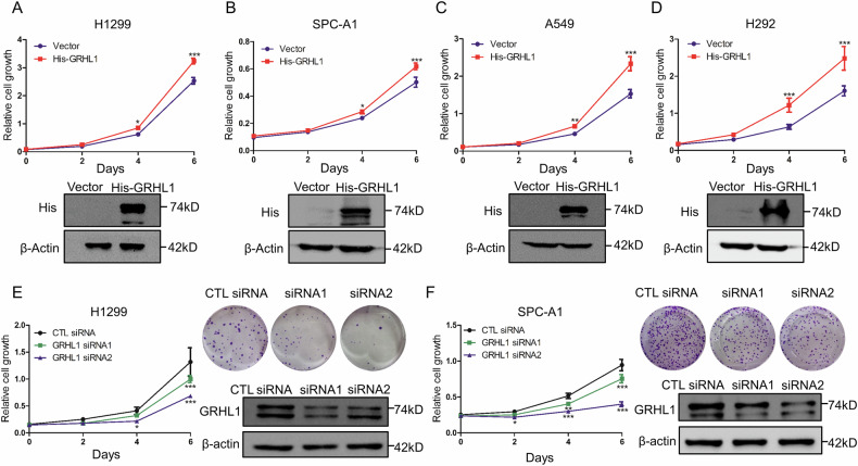 Author Correction: EGFR-ERK induced activation of GRHL1 promotes cell ...