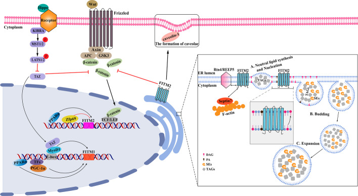 Fat storage-inducing transmembrane proteins: beyond mediating lipid ...