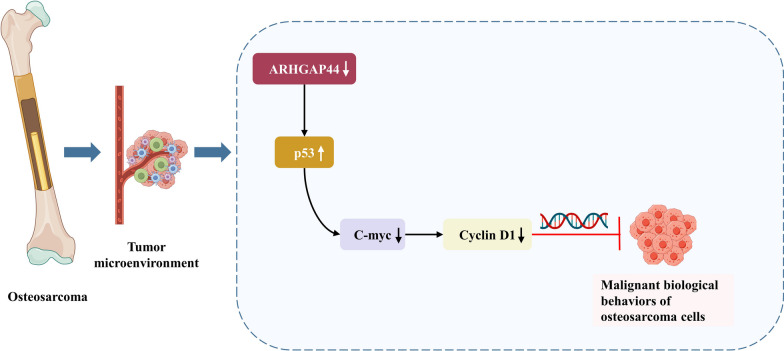 ARHGAP44-mediated regulation of the p53/C-myc/Cyclin D1 pathway in modulating the malignant ...