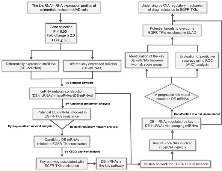 Revealing underlying regulatory mechanisms of LINC00313 in Osimertinib ... Revealing underlying regulatory mechanisms of LINC00313 in Osimertinib ...