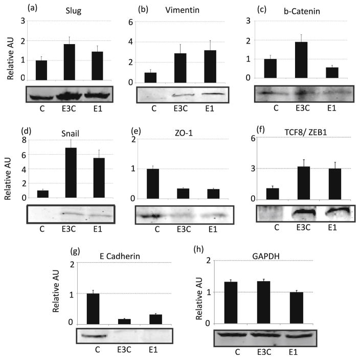 Epstein Barr Virus Latent Antigens Ebna3c And Ebna1 Modulate Epithelial