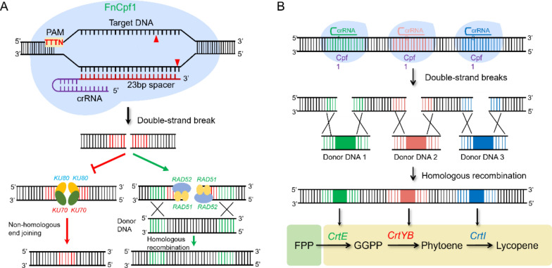 Multi-gene precision editing tool using CRISPR-Cas12a/Cpf1 system in Ogataea polymorpha - PMC