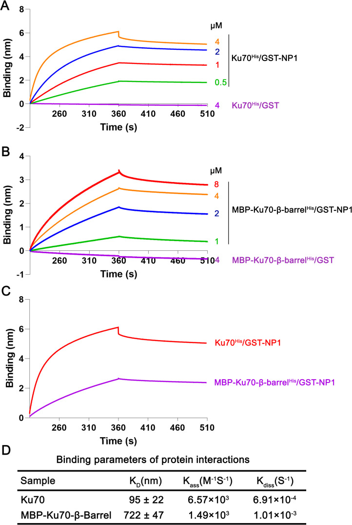 The small nonstructural protein NP1 of human bocavirus 1 directly interacts with Ku70 and RPA70 ...