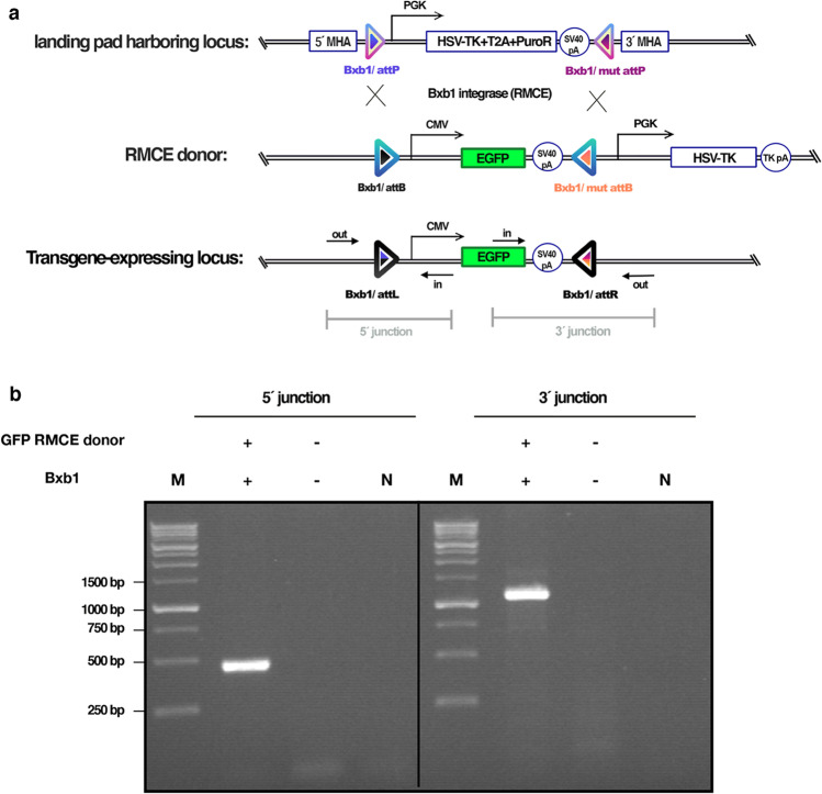 Targeted integration in CHO cells using CRIS-PITCh/Bxb1 recombinase–mediated cassette exchange ...