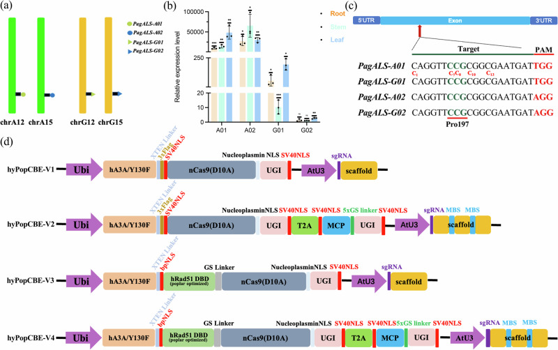 Synergistic optimization enhancing the precision and efficiency of cytosine base editors in ...