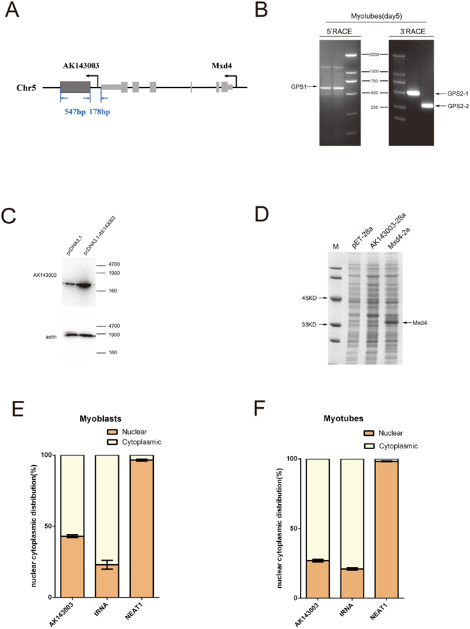 Identification of MyoD-Responsive Transcripts Reveals a Novel Long Non ...