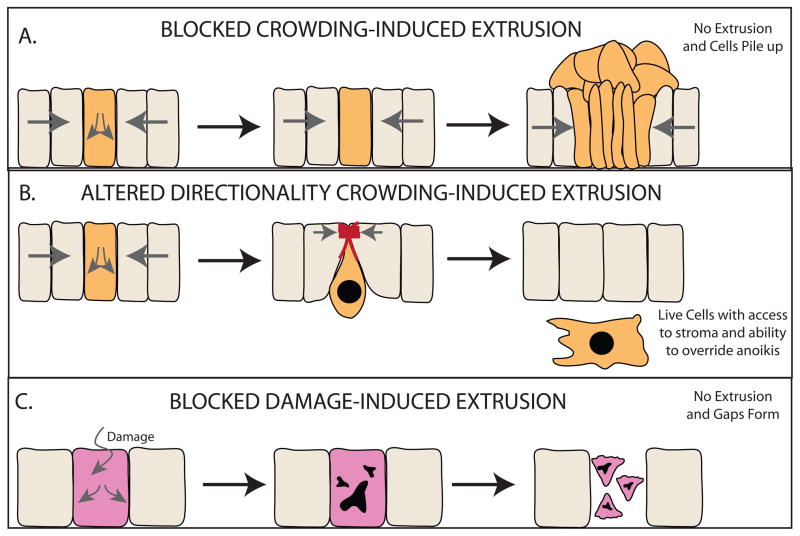 Bringing balance by force: live cell extrusion controls epithelial cell numbers - PMC