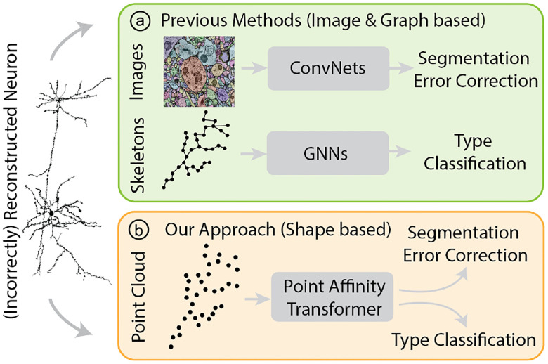 Global Neuron Shape Reasoning with Point Affinity Transformers - PMC