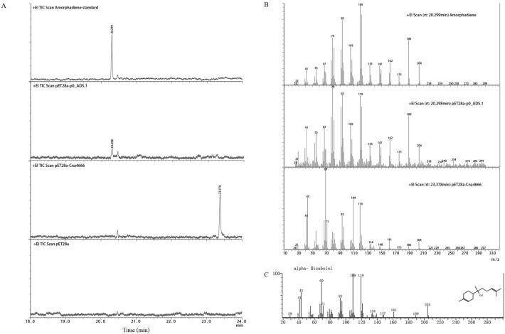 Genetic analysis reveals the inconsistency of amorpha-4,11-diene synthase, a key enzyme in the ...