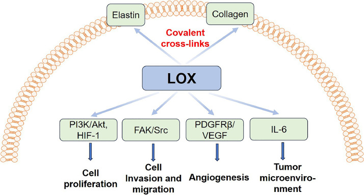 Lysyl oxidase inhibitors in colorectal cancer progression - PMC
