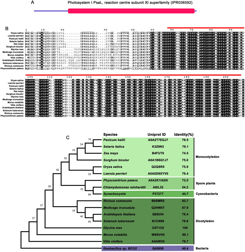 Identification and functional analysis of GmPsaL regulating pod color in vegetable soybean - PMC