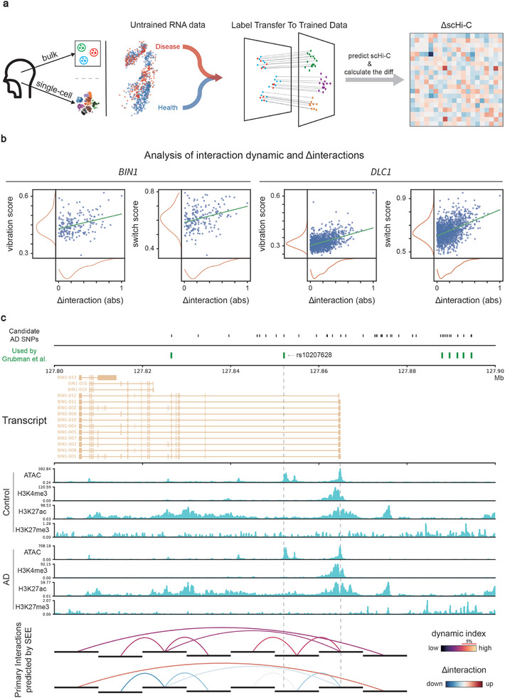 SEE: A Method for Predicting the Dynamics of Chromatin Conformation Based on Single‐Cell Gene ...