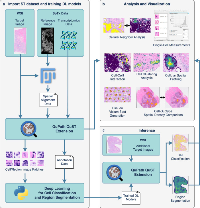 Integrative whole slide image and spatial transcriptomics analysis with QuST and QuPath - PMC