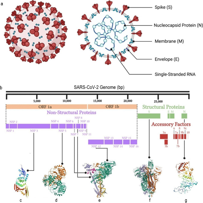 SARS-CoV-2 proteins structural studies using synchrotron radiation - PMC