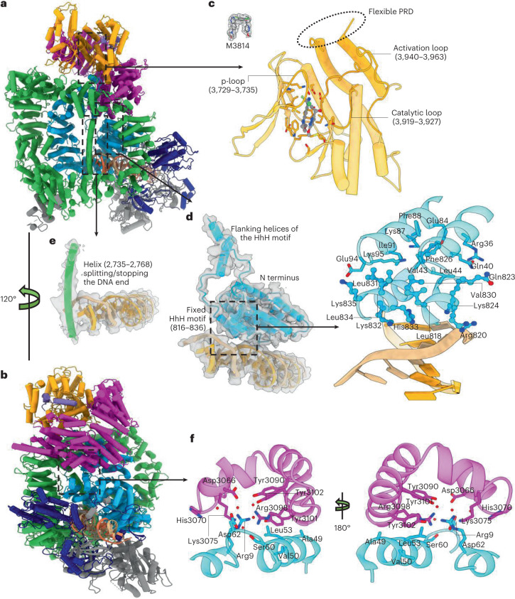 Human DNA-dependent protein kinase activation mechanism - PMC