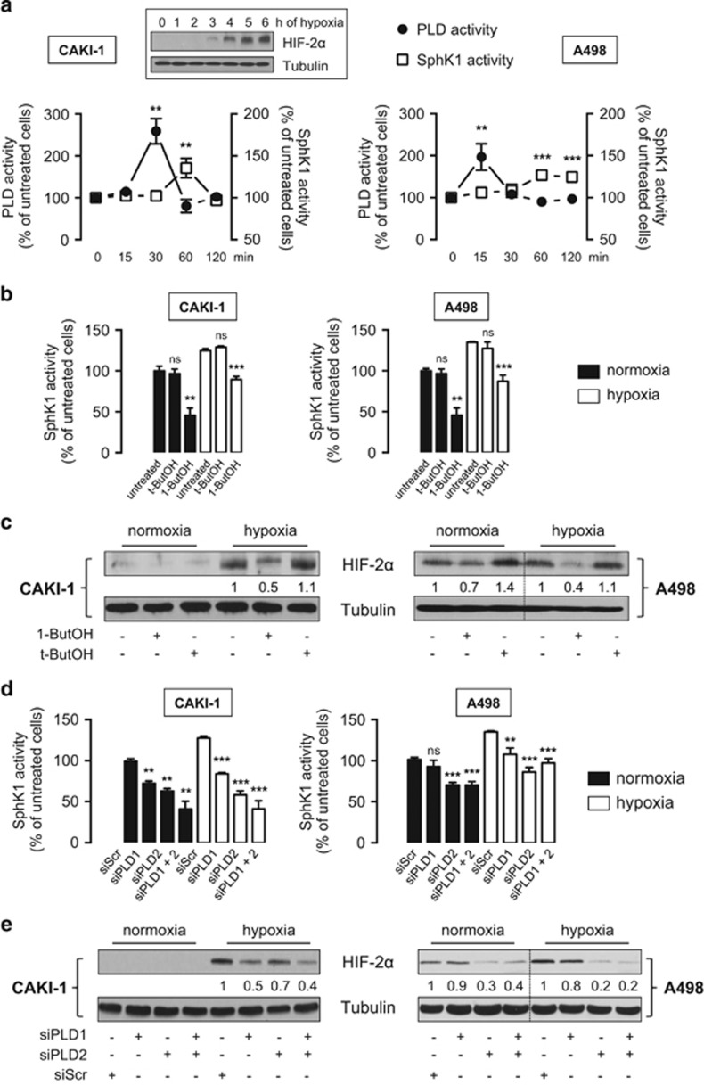 Essential role for SphK1/S1P signaling to regulate hypoxia-inducible factor 2α expression and ...