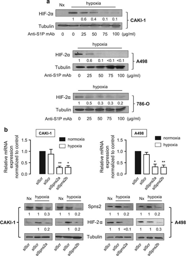 Essential role for SphK1/S1P signaling to regulate hypoxia-inducible factor 2α expression and ...