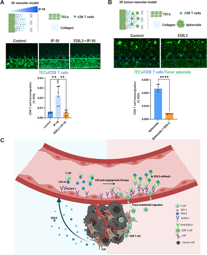 Edil3 As An Angiogenic Target Of Immune Exclusion Following Checkpoint Blockade Pmc