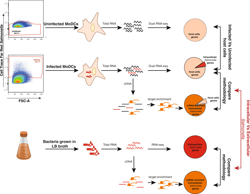 Dual RNA sequencing reveals dendritic cell reprogramming in response to typhoidal Salmonella ...