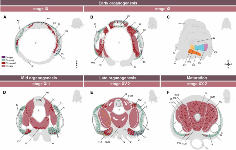 Embryonic development of a centralised brain in coleoid cephalopods - PMC