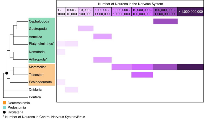 Embryonic development of a centralised brain in coleoid cephalopods - PMC