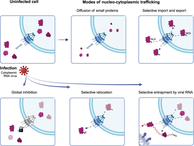 Nuclear RNA-binding proteins meet cytoplasmic viruses - PMC
