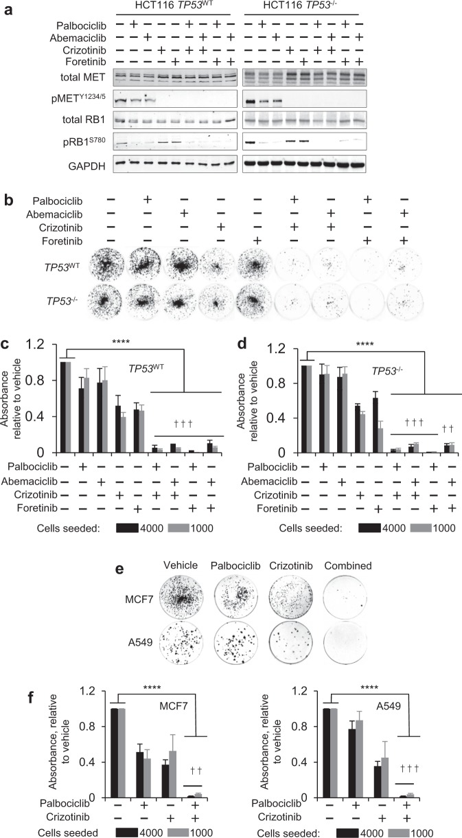 Signalling involving MET and FAK supports cell division independent of the activity of the cell ...