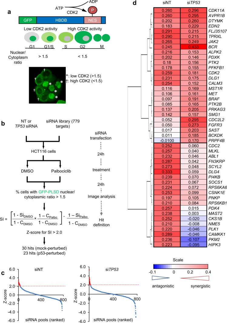 Signalling involving MET and FAK supports cell division independent of the activity of the cell ...