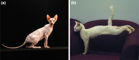 The naked truth: Sphynx and Devon Rex cat breed mutations in KRT71 - PMC