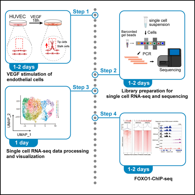 Protocol for transcriptomic and epigenomic analyses of tip-like ...