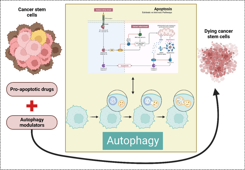 The dual role of autophagy in cancer stem cells: implications for tumor progression and therapy ...