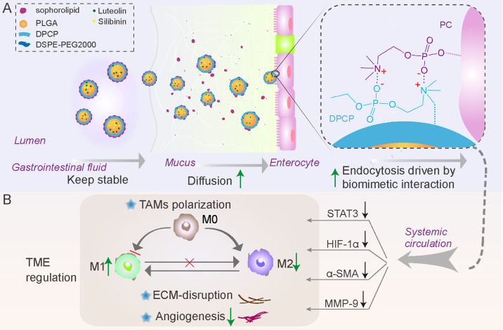 Oral membrane-biomimetic nanoparticles for enhanced endocytosis and regulation of tumor ...