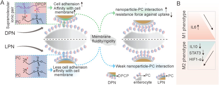 Oral membrane-biomimetic nanoparticles for enhanced endocytosis and regulation of tumor ...