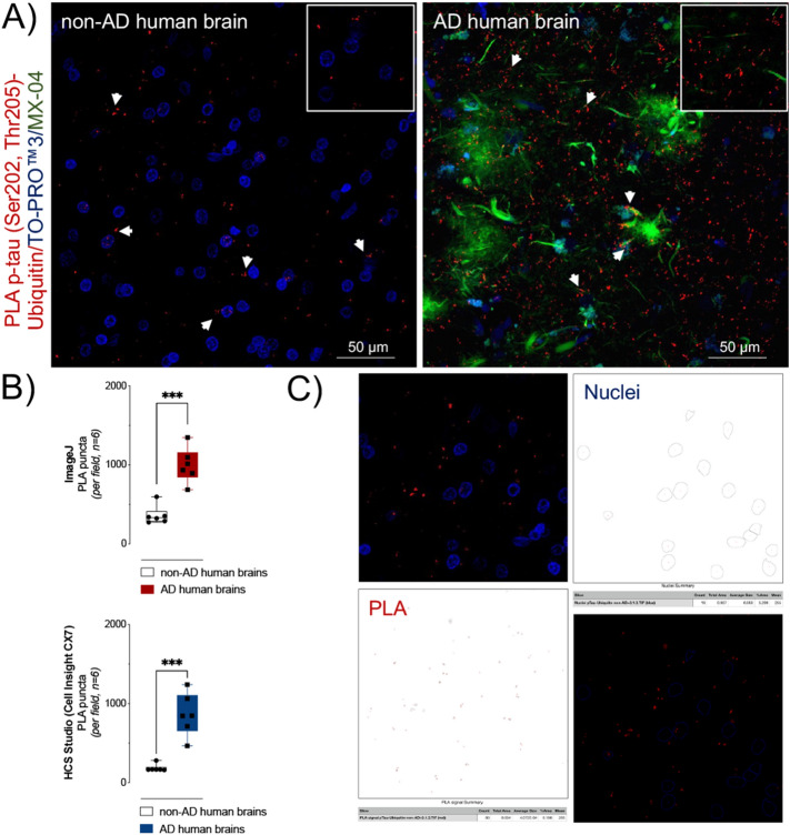 Detection, visualization and quantification of protein complexes in ...