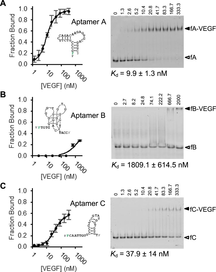Unraveling Determinants of Affinity Enhancement in Dimeric Aptamers for a Dimeric Protein - PMC
