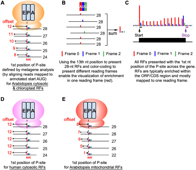 ggRibo: a ggplot-based single-gene viewer for visualizing Ribo-seq and ...