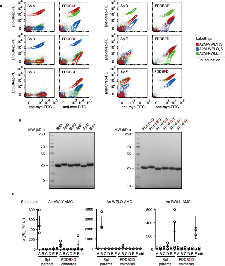 Evolution of protease activation and specificity via alpha-2 ...