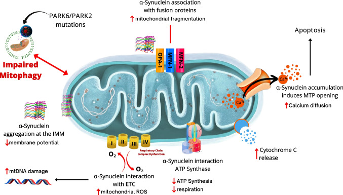 Mitophagy regulation in aging and neurodegenerative disease - PMC