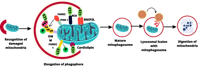 Mitophagy regulation in aging and neurodegenerative disease - PMC