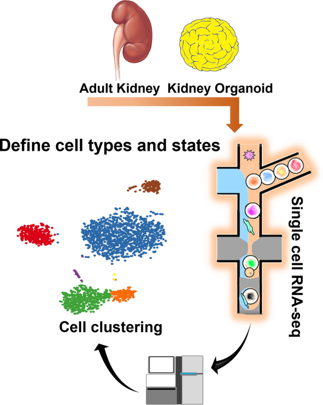Single-cell RNA sequencing and kidney organoid differentiation - PMC