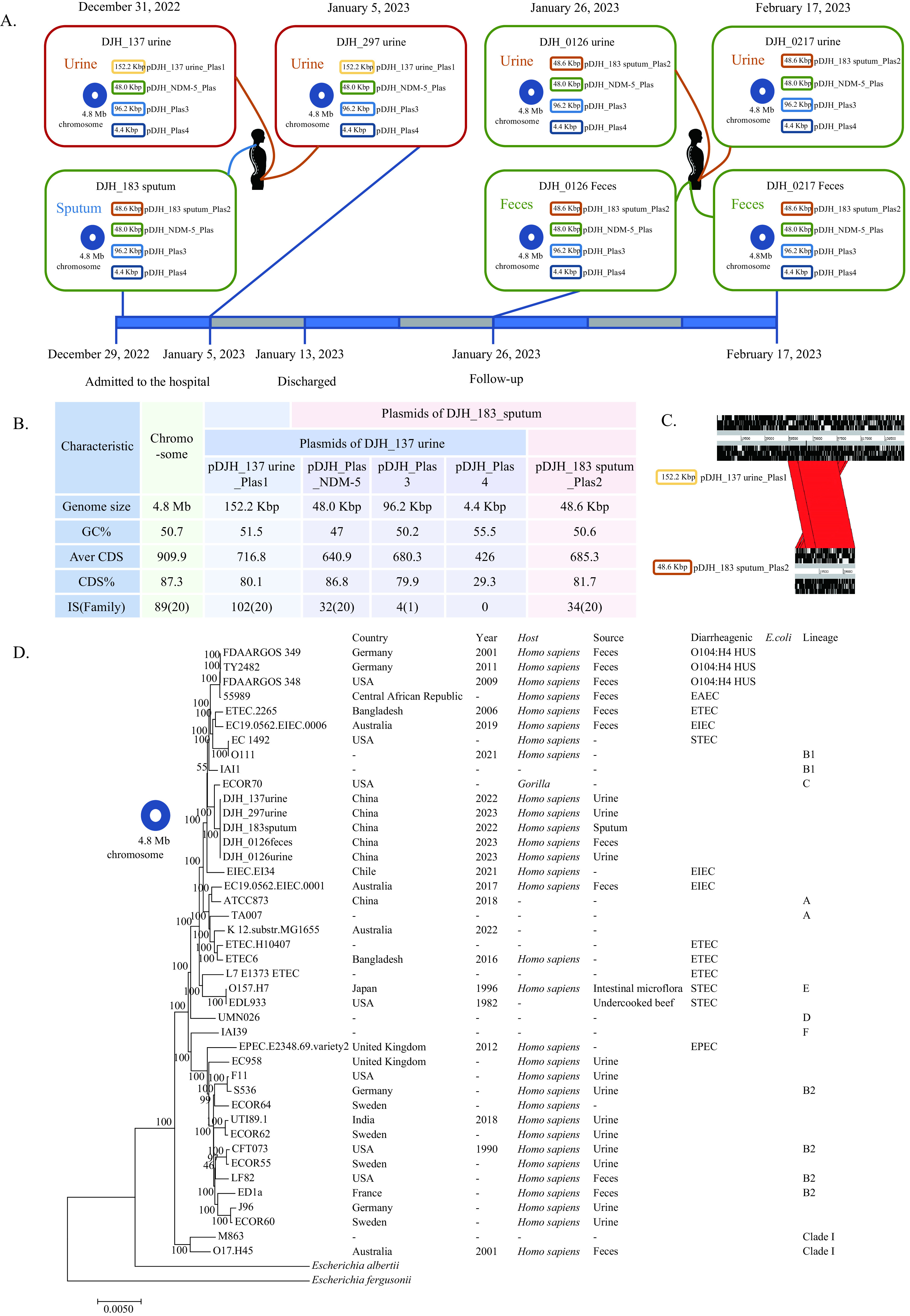 Persistent Urinary Tract Infection in Association with Community-Acquired NDM-5 Escherichia coli ...