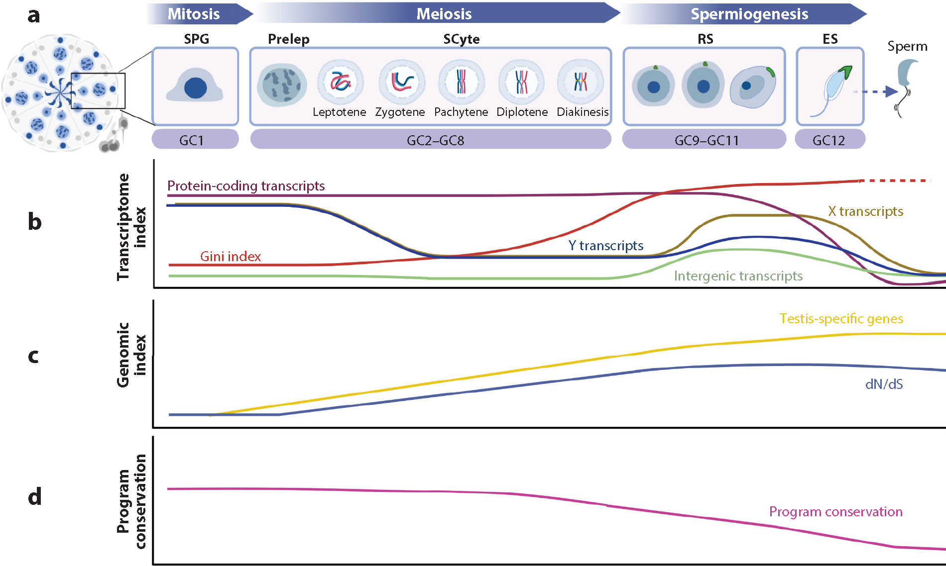 Decoding the Spermatogenesis Program: New Insights from Transcriptomic ...