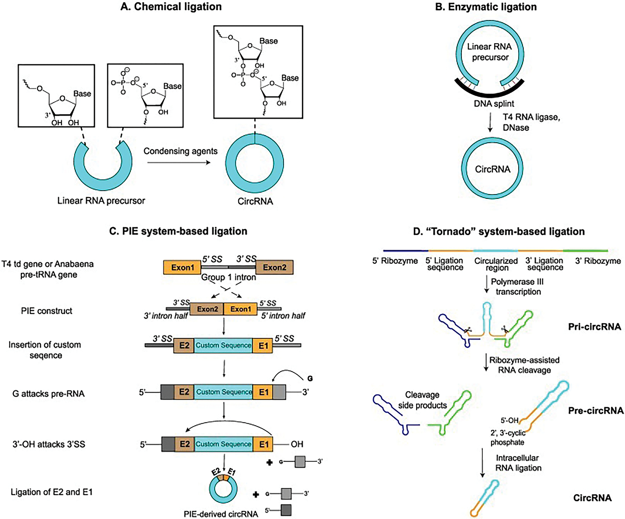 Circular RNA: An emerging frontier in RNA therapeutic targets, RNA therapeutics, and mRNA ...