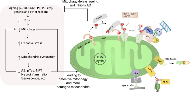 Culprit or Bystander: Defective Mitophagy in Alzheimer’s Disease - PMC