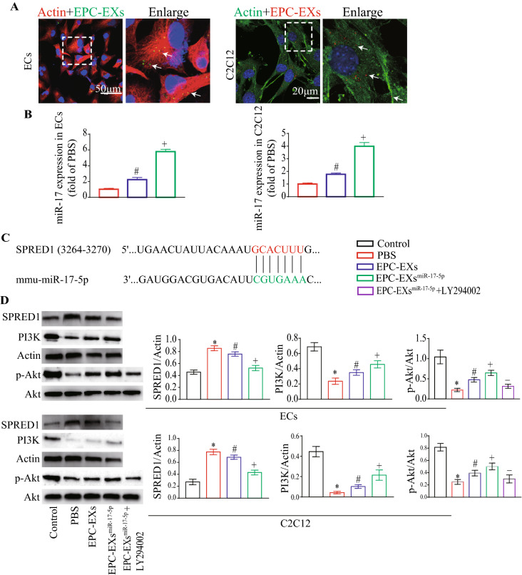 Enrichment of miR-17-5p enhances the protective effects of EPC-EXs on vascular and skeletal ...