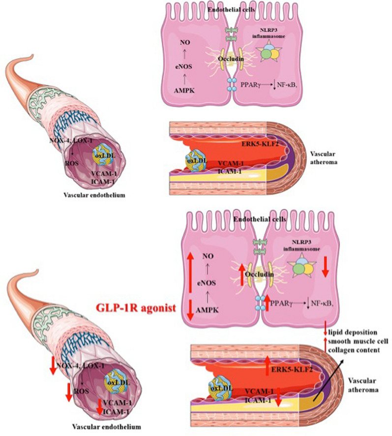 The role of glucagon-like peptide-1 receptor (GLP-1R) agonists in enhancing endothelial function ...
